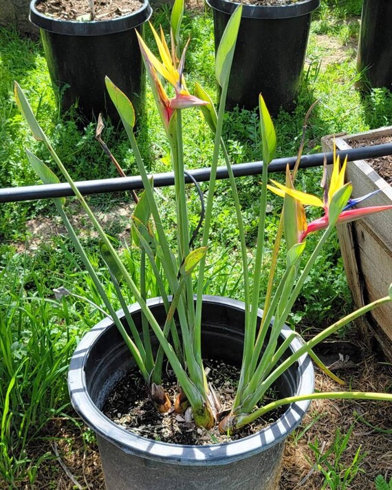 Strelitzia Juncea Yellow Flower Bird of Paradise no Aloe | Etsy