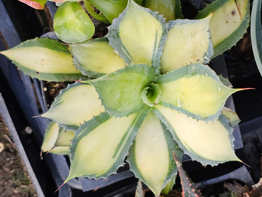 Agave Rum Runner, Succulent, No Aloe Echeveria Sedum Kalanchoe Plant - Etsy