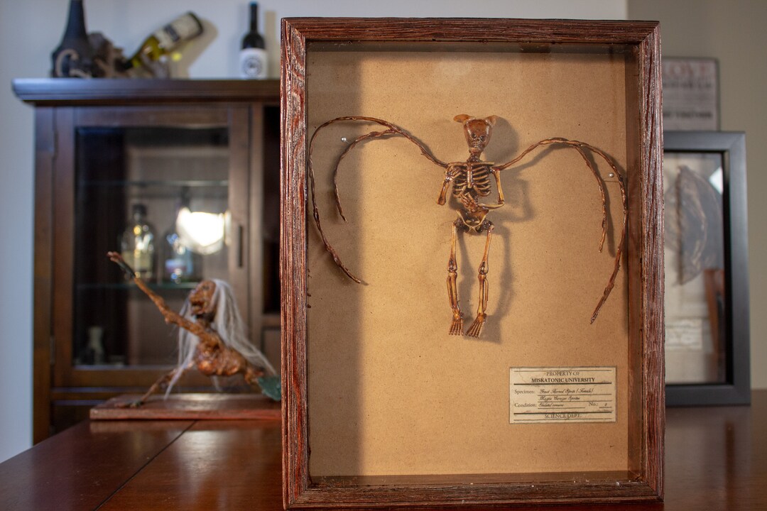 Rare Great Horned Sprite: Exquisite Skeletal Remains of a Mythical ...