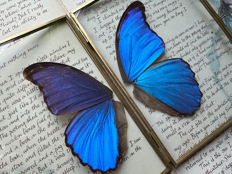 Butterfly Card Frame - Blue Morpho (gold Frame) - Etsy
