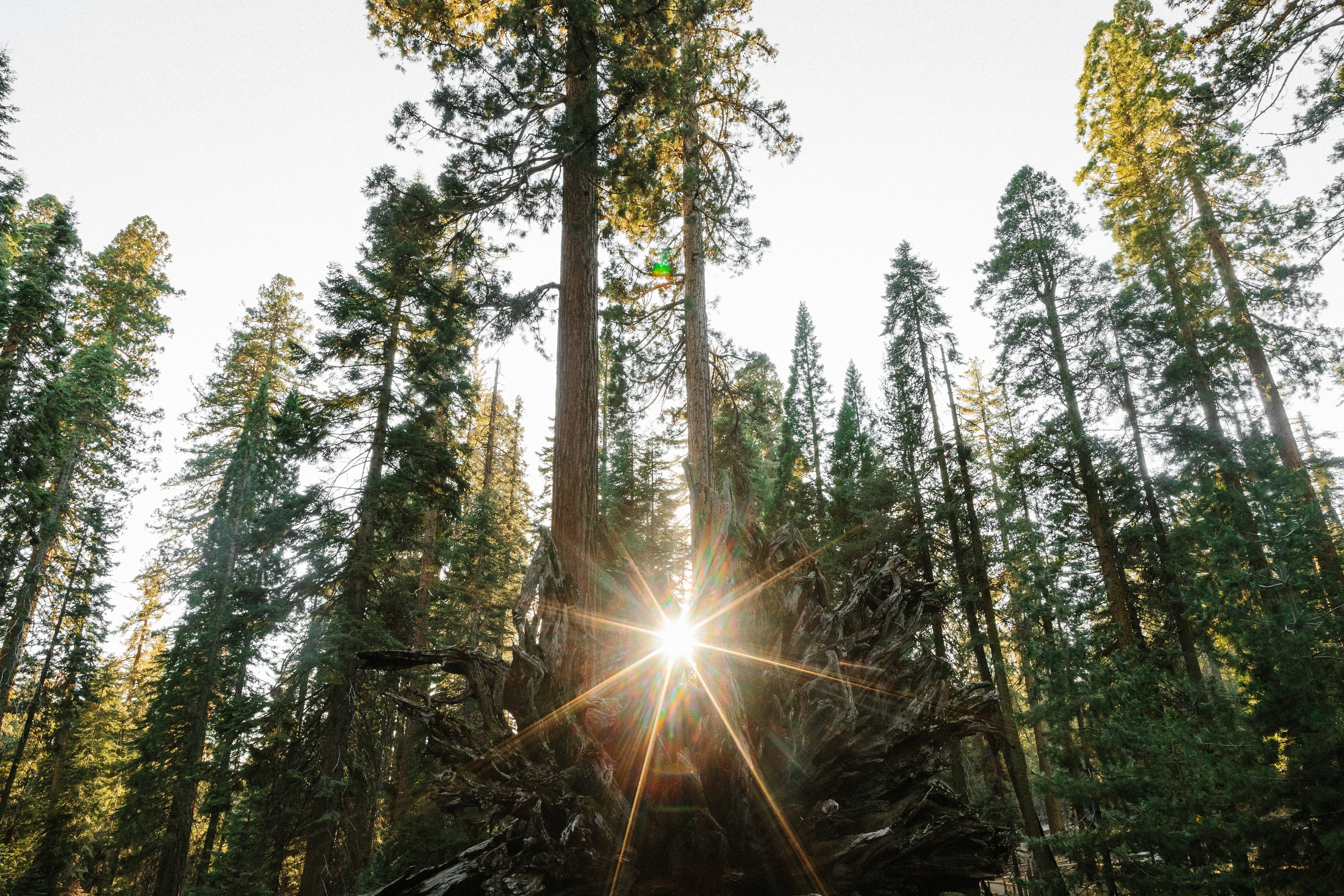 Sun Shinning Through Fallen Sequoia in Mariposa Grove in Yosemite ...