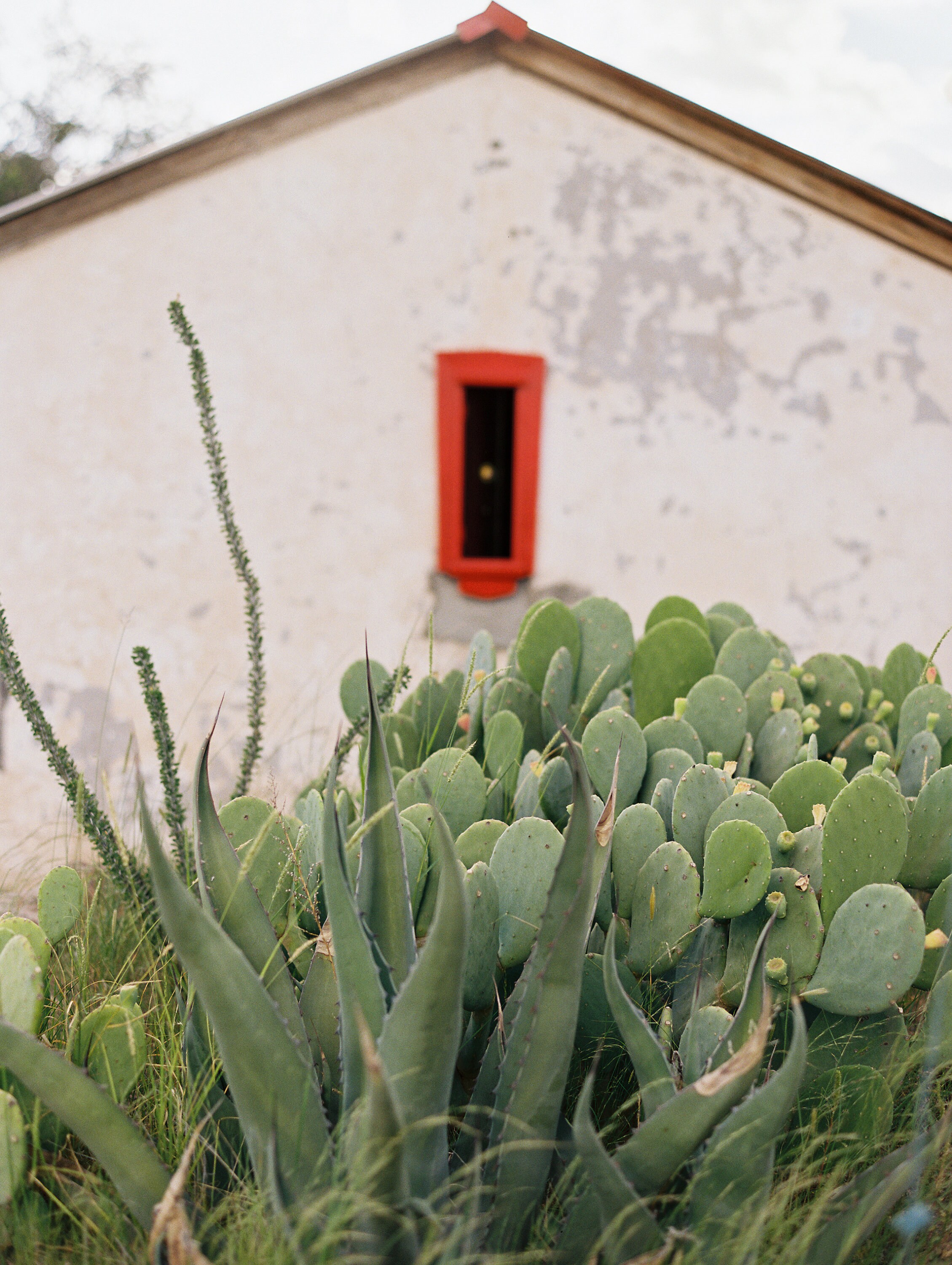 Vertical Photo of West Texas Cactus | West Texas Landscape | Marfa ...