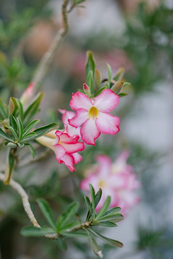 Flower Photography Vertical