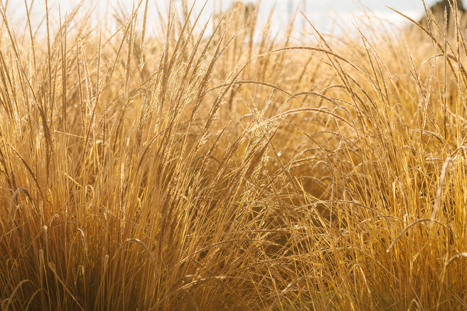 Marfa Landscape at Sunrise | Tall Golden Grass in Marfa, Texas | Marfa ...