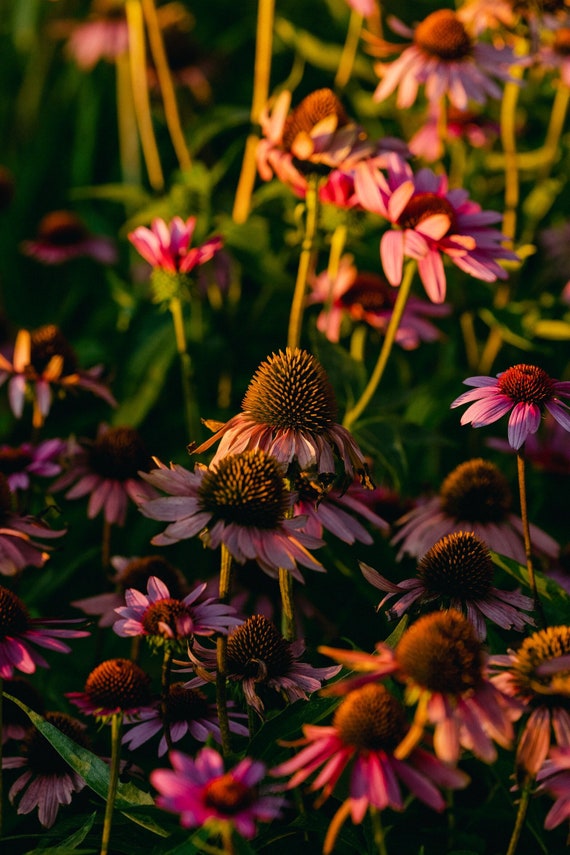 Vertical Photo of Pink Flowers on the High Line NYC Pink - Etsy