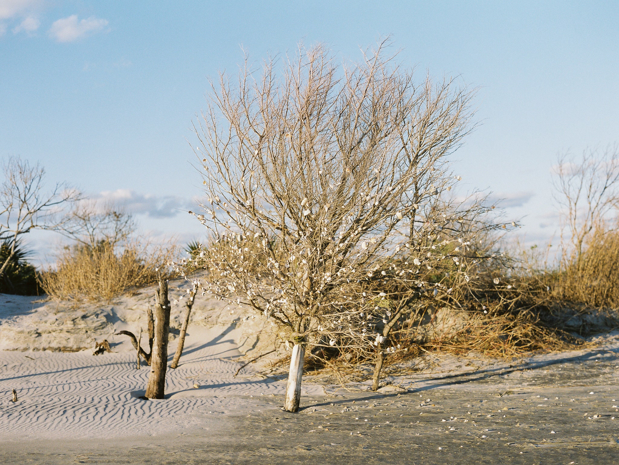 The Wish Tree on Folly Beach Print | the Wishing Tree on Folly Beach ...