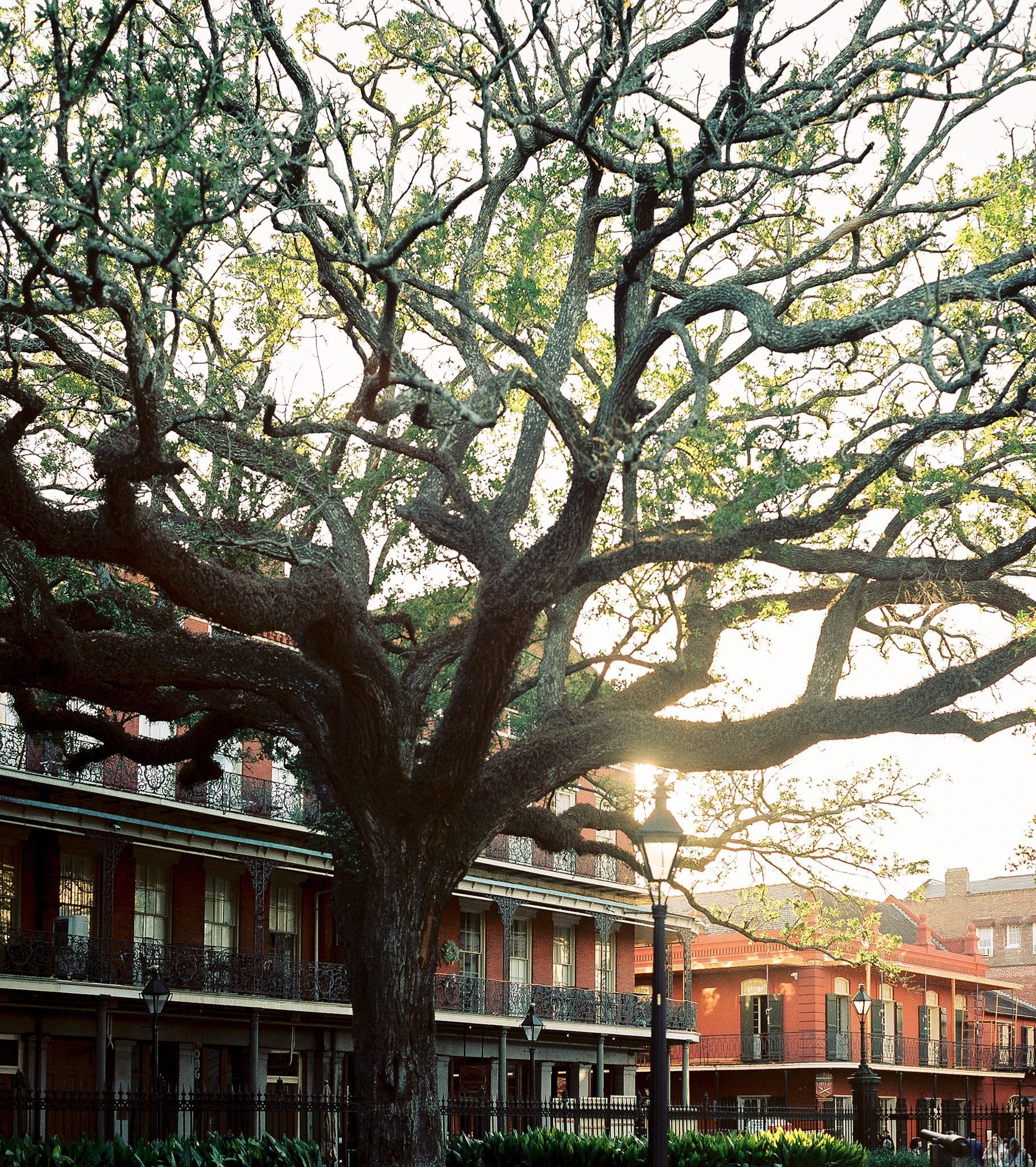 New Orleans French Quarter Trees Travel Photos | Travel Photography ...