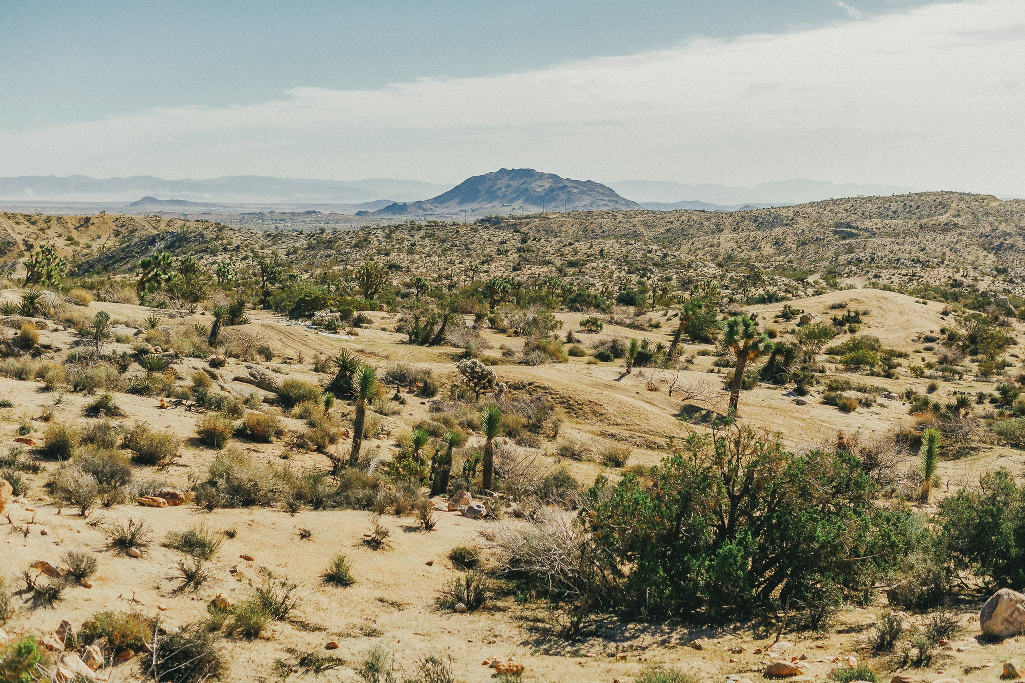 Digital Prints Prints Art & Collectibles Joshua Tree Photo Desert Wall ...