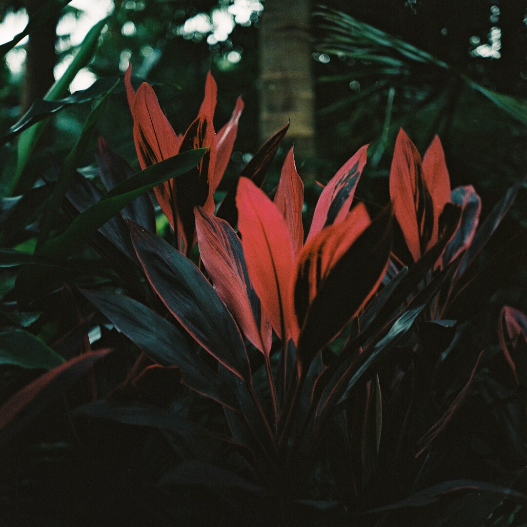Bahamas Tropical Plants | Baha Mar Resorts | Pink + Green Plants ...