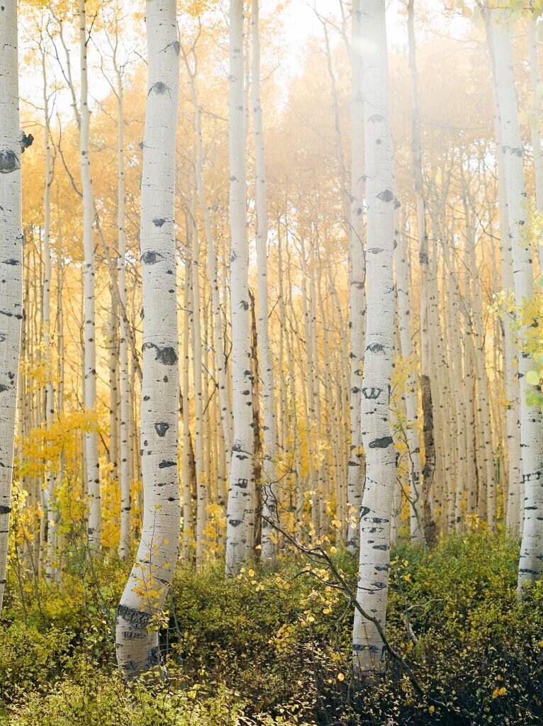 Aspen Trees Utah | Fall Trees | Fall Colors | Utah Fall | Empire Pass ...