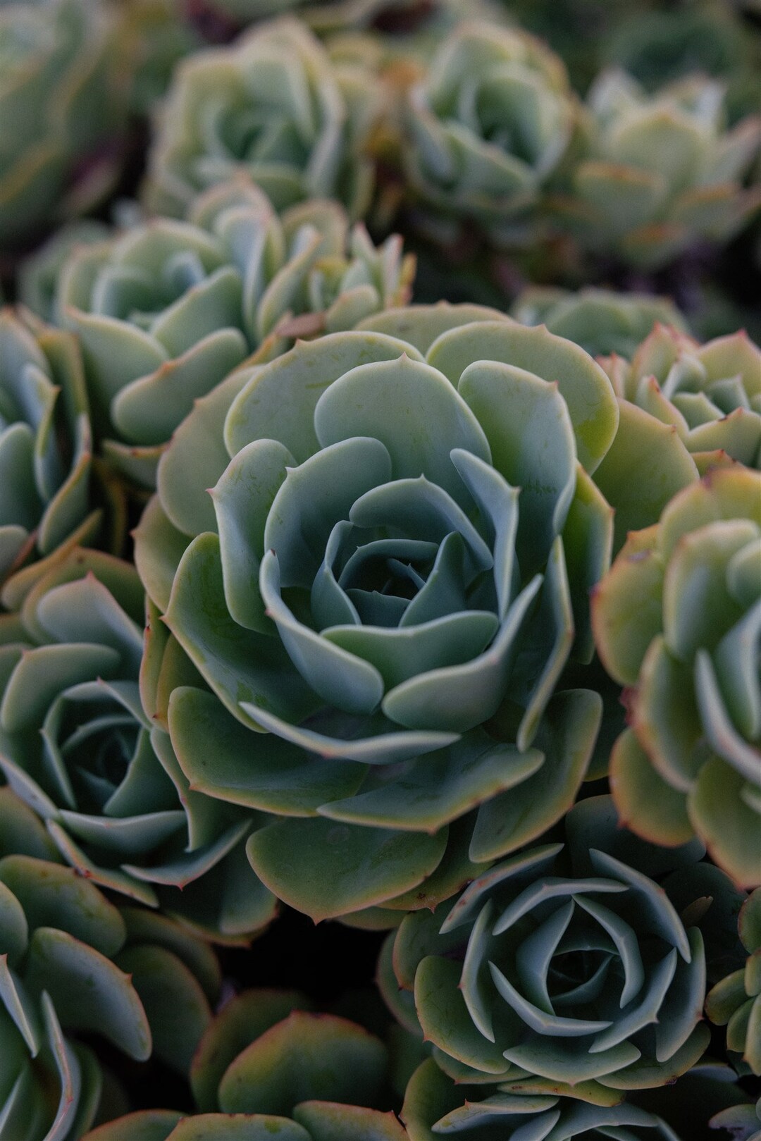 Vertical Photo of Succulent Art Print Plant Photography | Mexico Travel ...