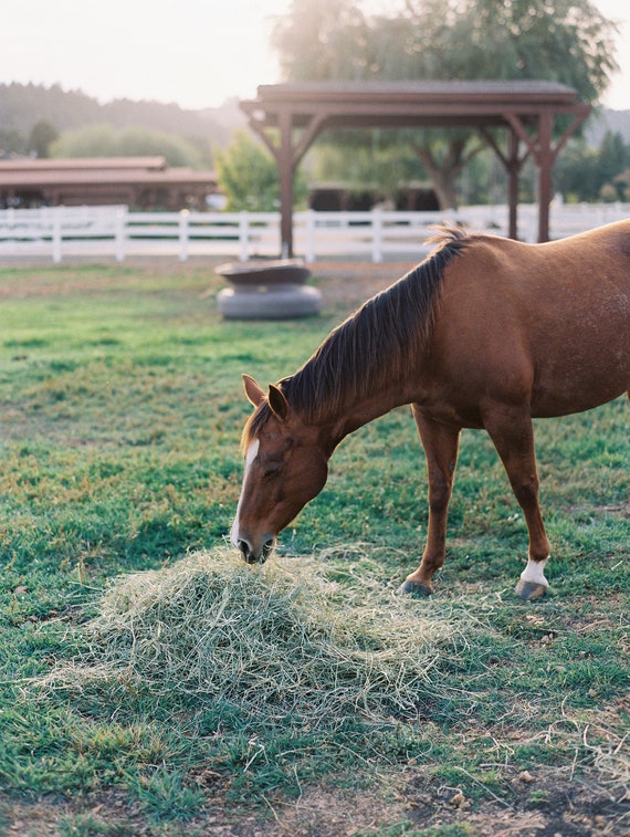Horse Eating Hay 1