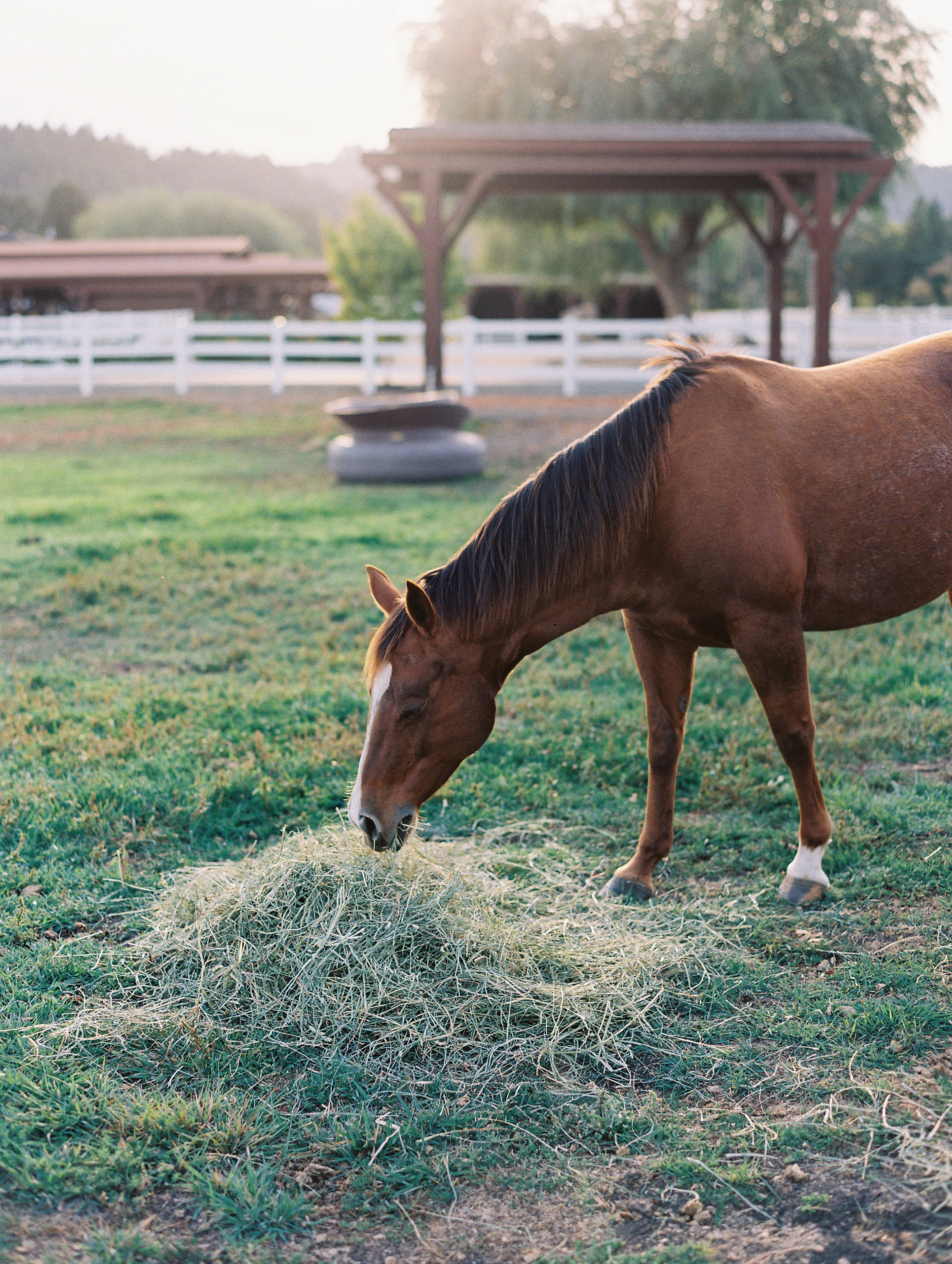 Vertical Photo of Horse Eating Hay | Horse at California Winery ...