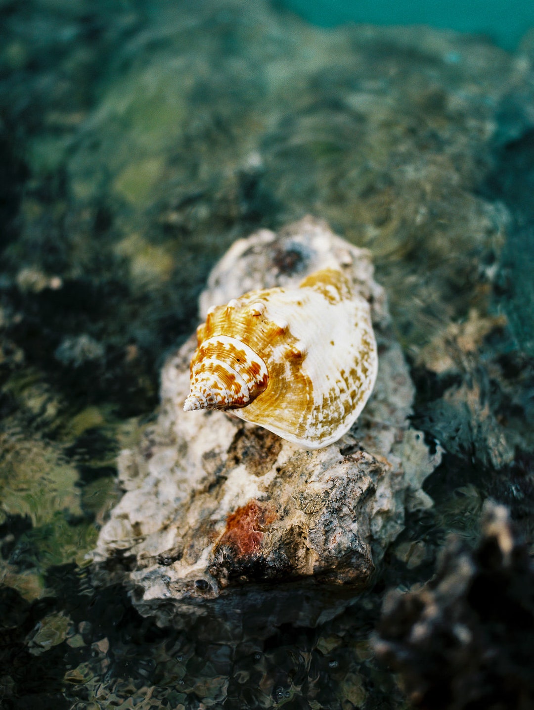 Vertical Photo of Seashell in Ocean in the Bahamas Eleuthera, Bahamas ...