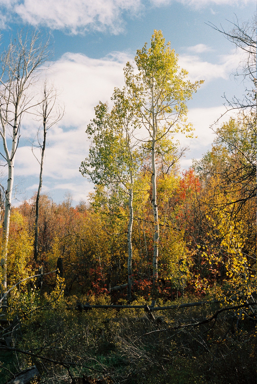 Aspen Trees Utah | Empire Pass | Park City, Utah | Travel Photography ...