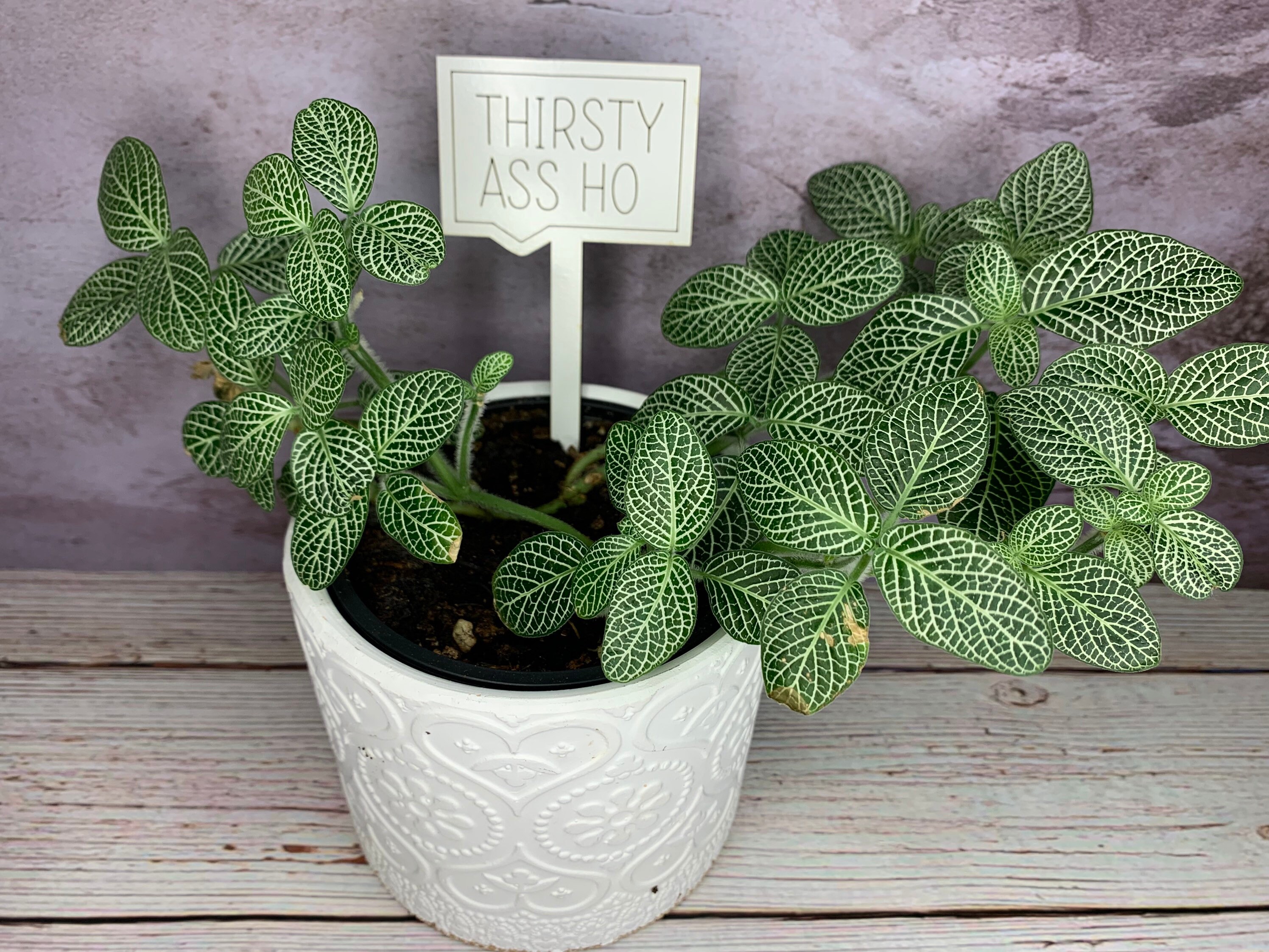 set-of-5-funny-plant-marker-funny-plant-stakes-plant-stakes-etsy