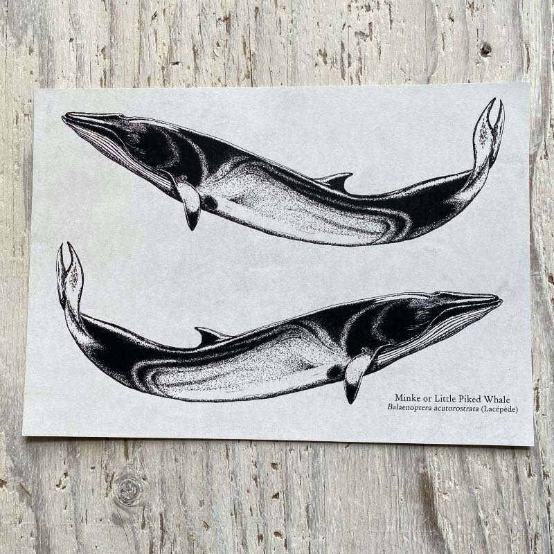 Minke Whale Art Print - Etsy