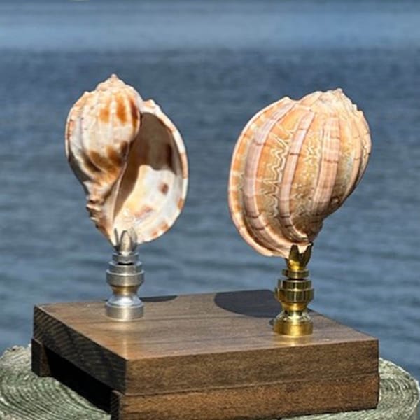 Seashell Starfish - Etsy