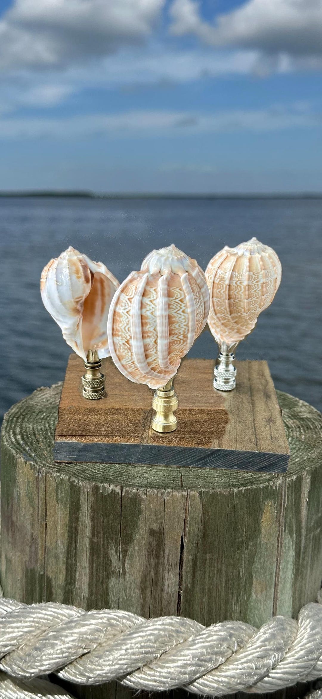 Tan Seashell Lamp Finial - Tropical Elegant Natural Beige Sea Shell - Etsy