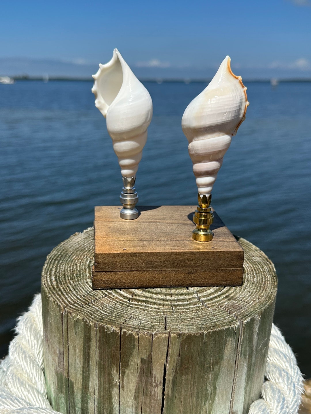 White Conch Seashell Lamp Finial - White Natural Sea Shell - Etsy