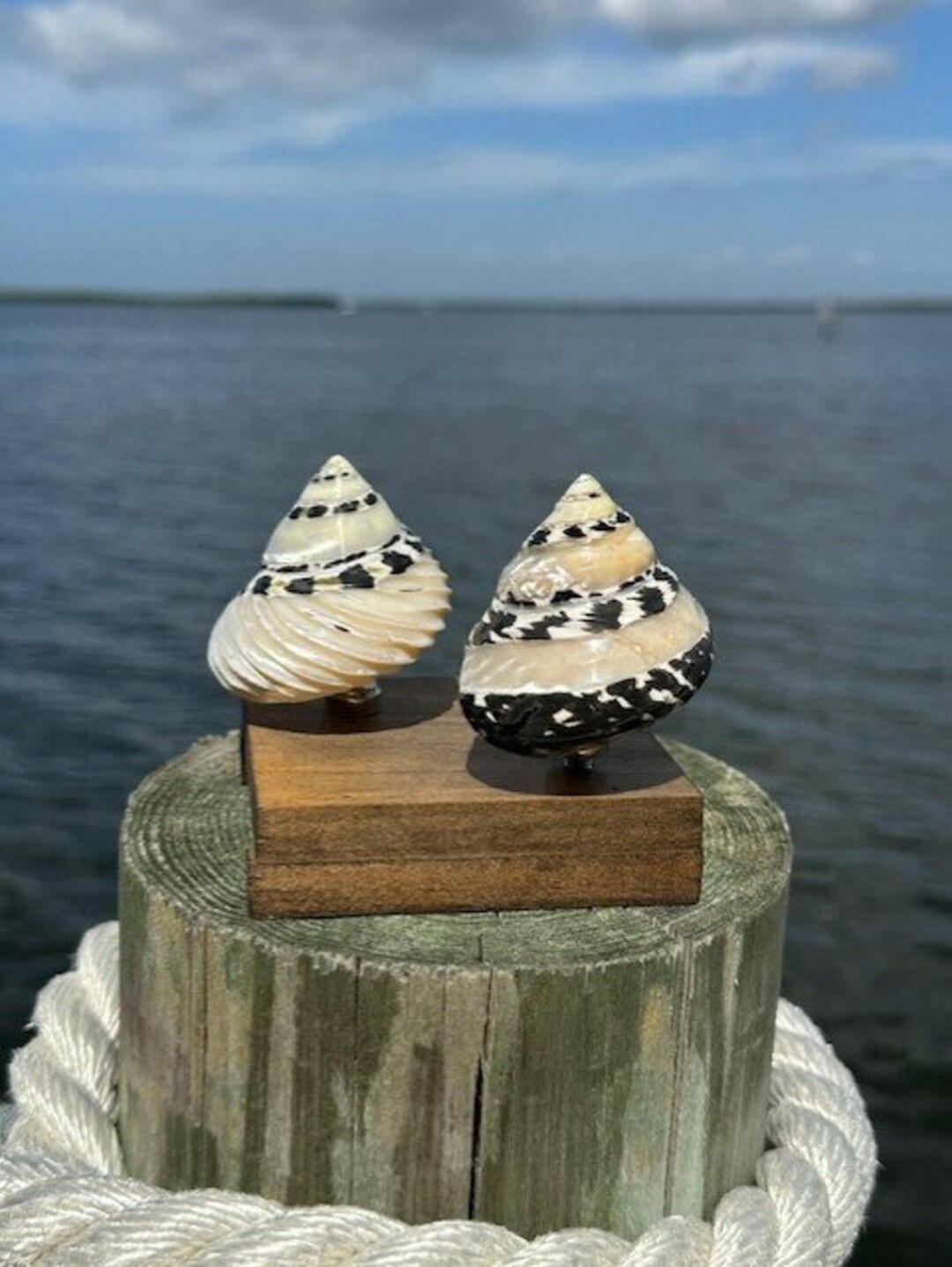 Black and White Seashell Lamp Finial - Black & White Banded Natural Sea ...
