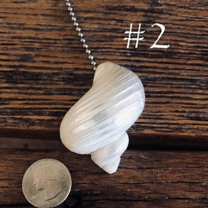 Natural Shell Ceiling Fan Pull - 15 Shells to Choose From! - Etsy