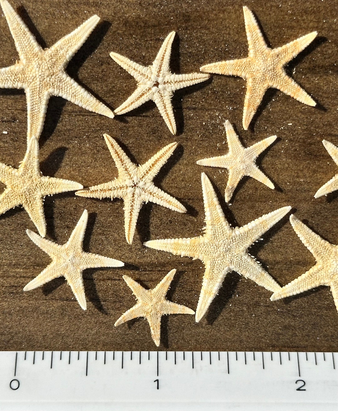 Starfish 1/4" - 3/4" Tiny Small - Bulk Small Star Fish - Beach Wedding ...