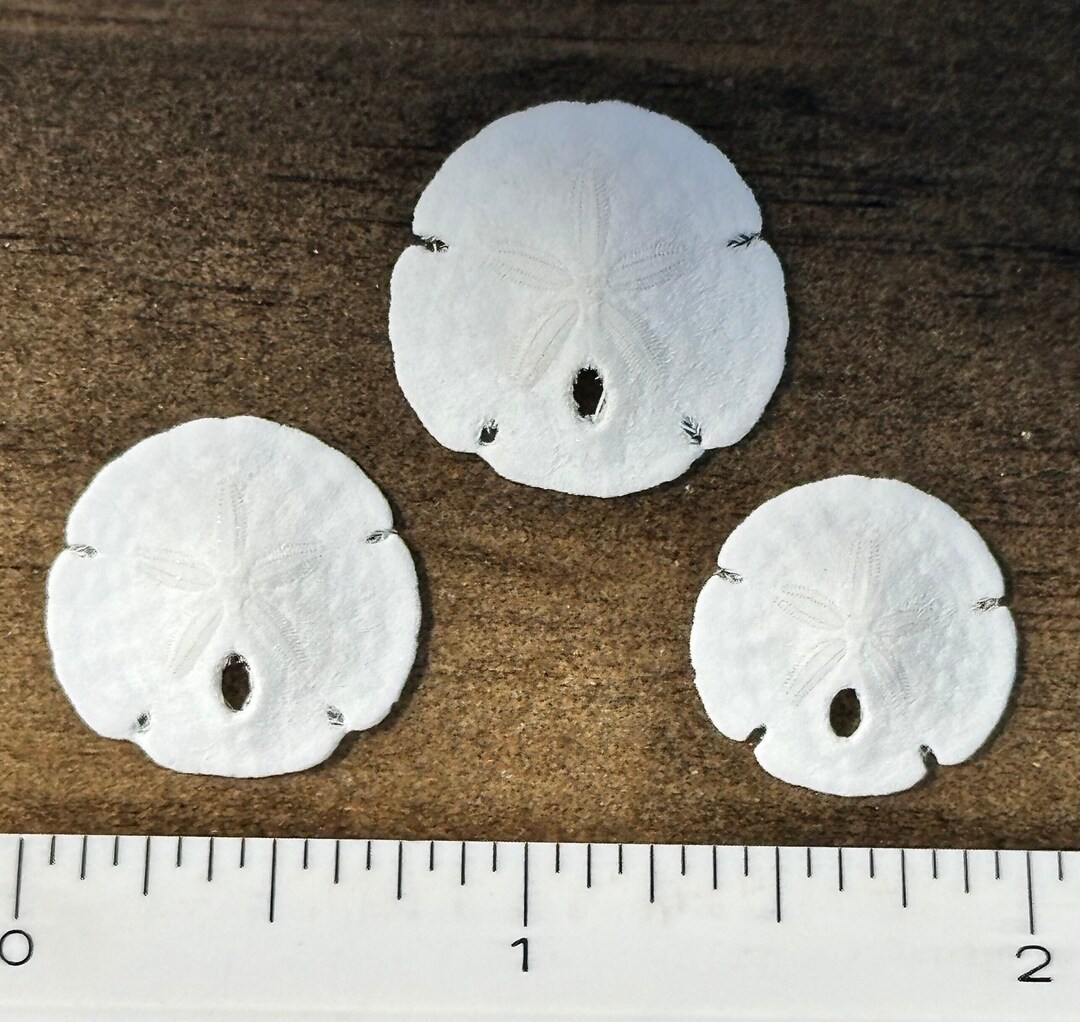 Sand Dollars 1/2" - 3/4" Tiny Small - Bulk Small Sanddollars - Beach ...