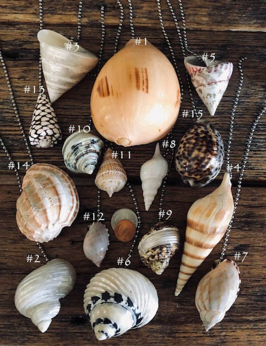 Natural Shell Ceiling Fan Pull - 15 Shells to Choose From! - Etsy