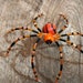 Basketball Beaded Spider - Etsy