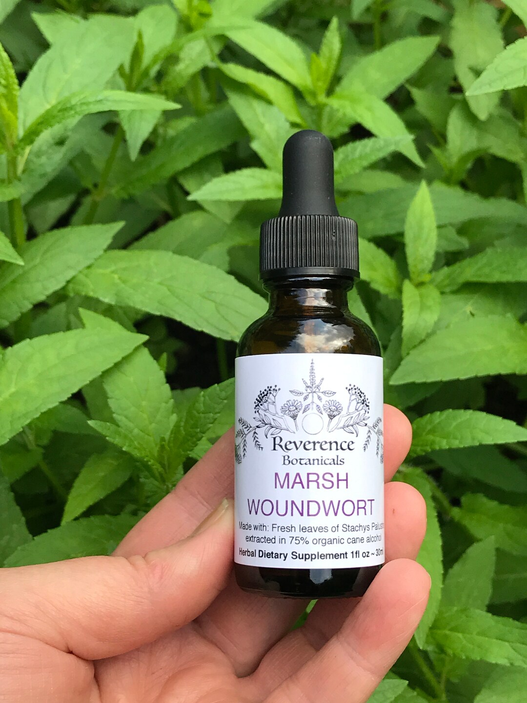 Marsh Woundwort Tincture Stachys Palustris Extract - Etsy