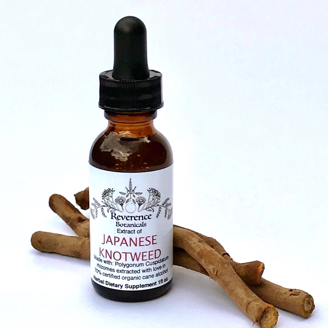 Japanese Knotweed Tincture, Fresh Japanese Knotweed Root Extract ...