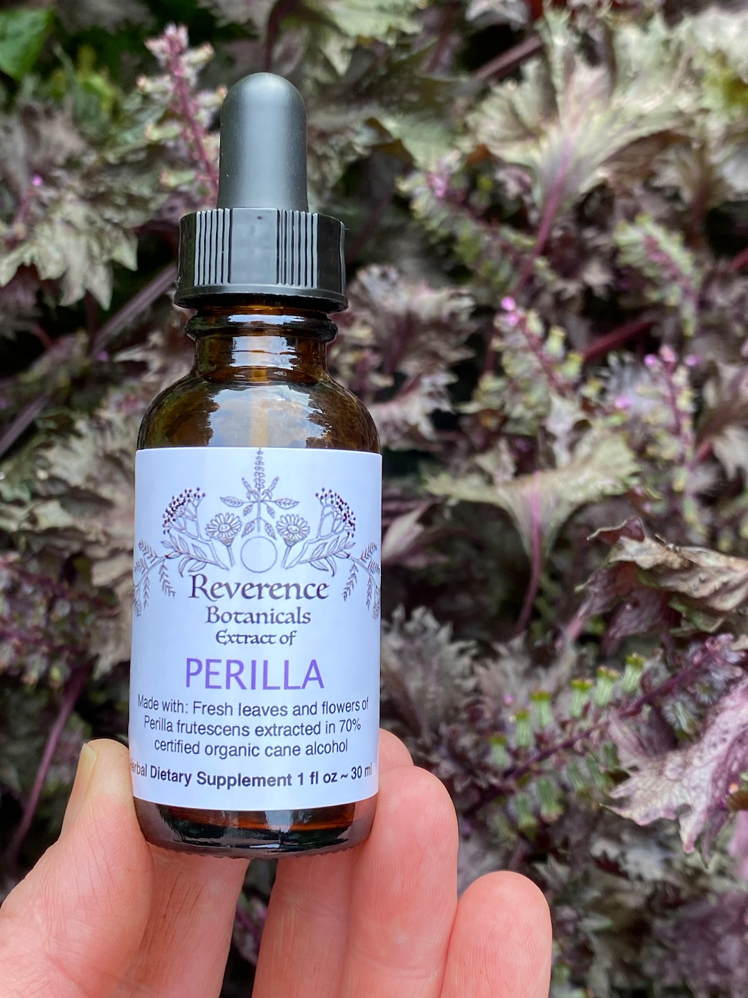 Perilla Extract, Perilla Tincture, Shiso Extract, Fresh Leaf, Flower ...