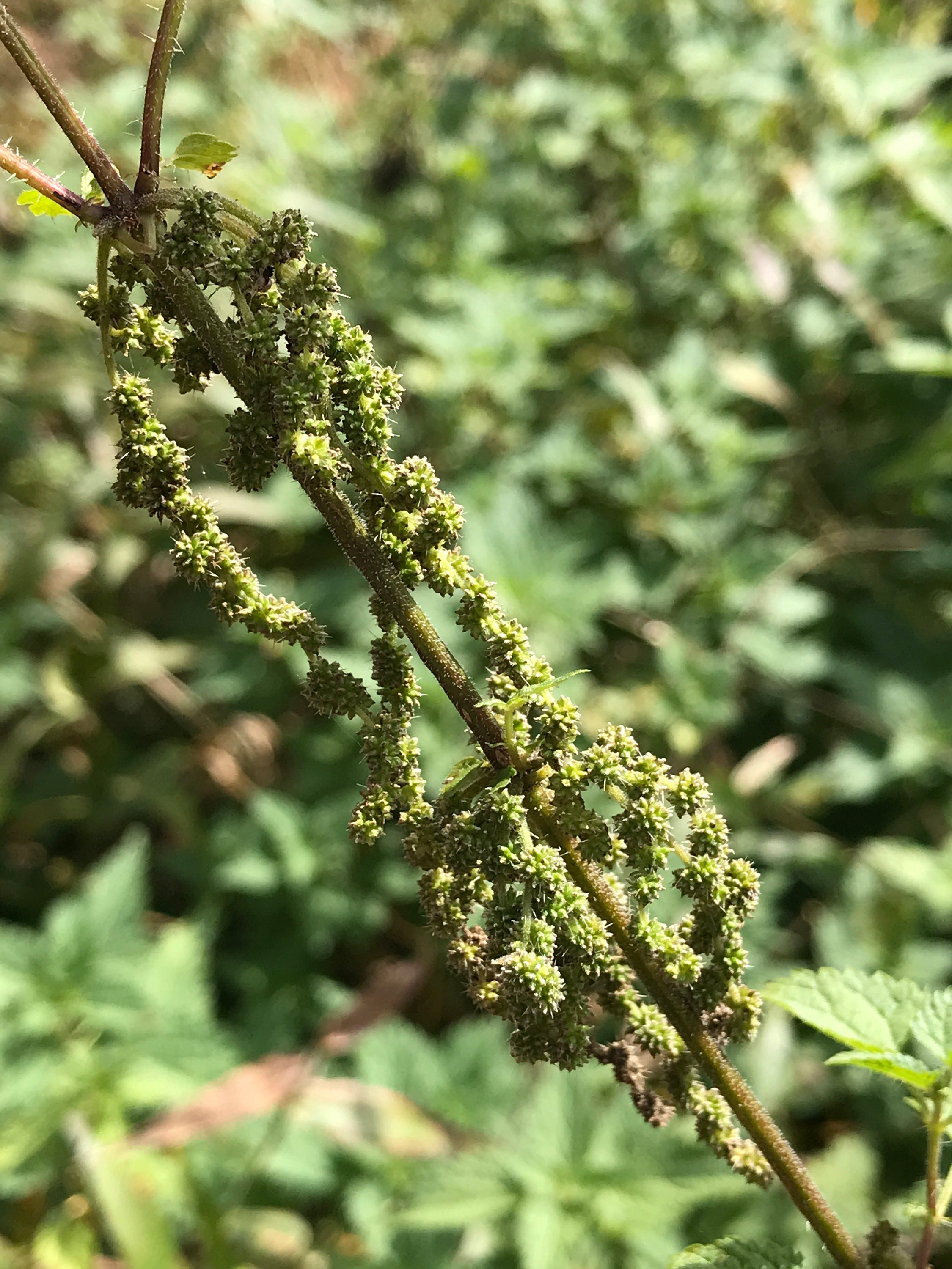 Nettle Seed Extract Nettle Seed Tincture | Etsy