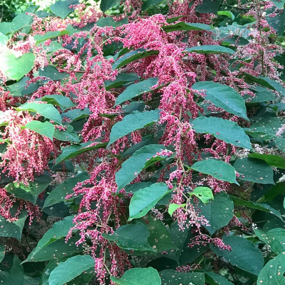 Japanese Knotweed Tincture, Fresh Japanese Knotweed Root Extract ...