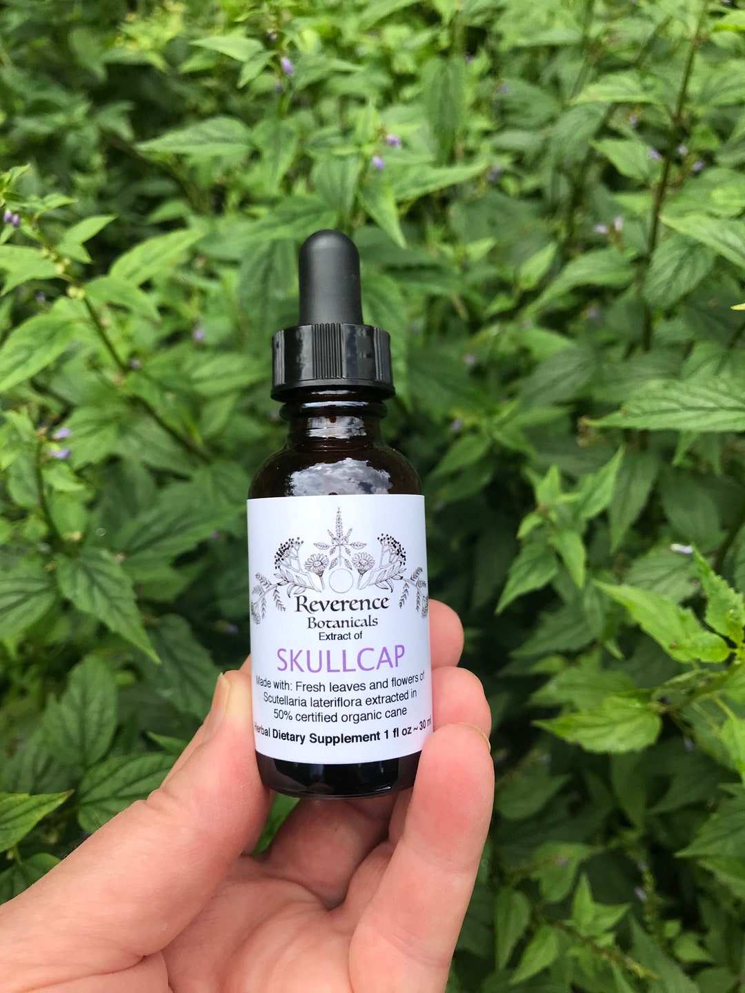 Skullcap Extract, Fresh Skullcap Tincture, Scutellaria Lateriflora ...