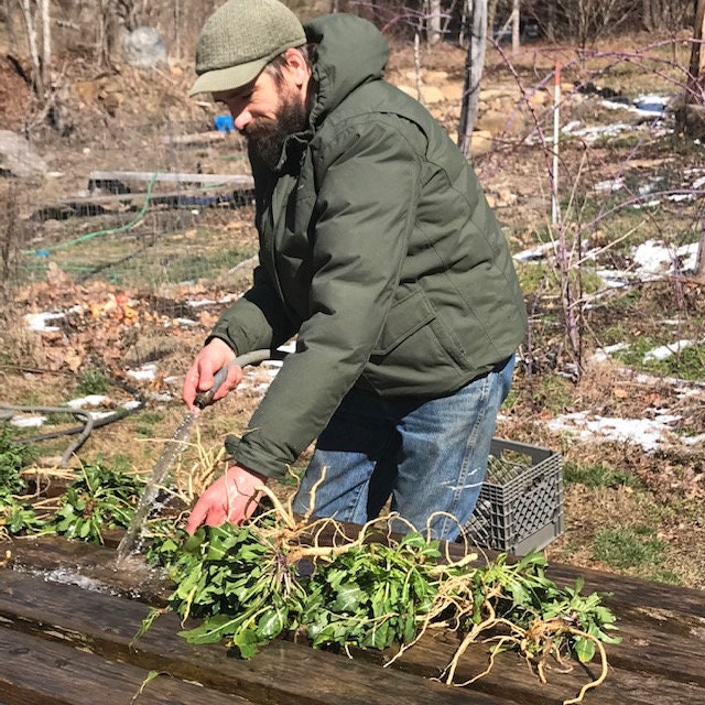 Woad Leaf and Root Combo Tincture Isatis Root Extract Ban | Etsy