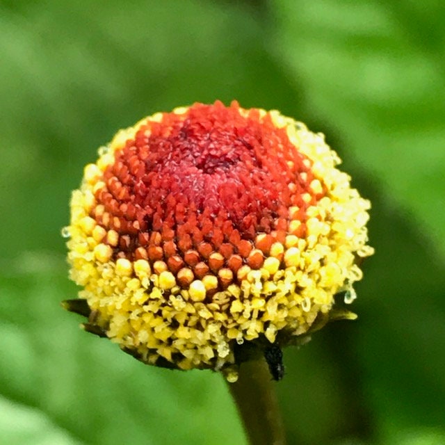 Spilanthes Tincture Fresh Spilanthes Leaf and Flower Extract - Etsy