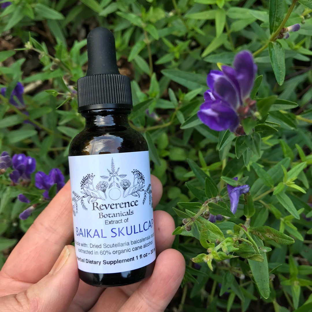 Baikal Skullcap Extract, Baikal Skullcap Extract, Scutellaria ...