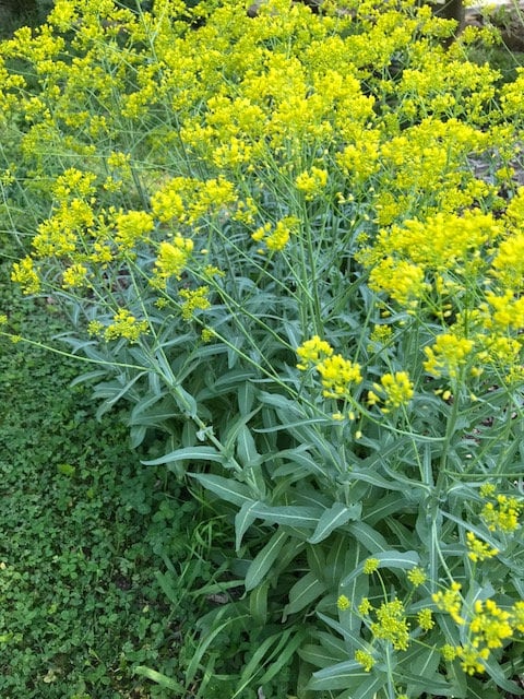 Woad Leaf and Root Combo Tincture Isatis Root Extract Ban | Etsy