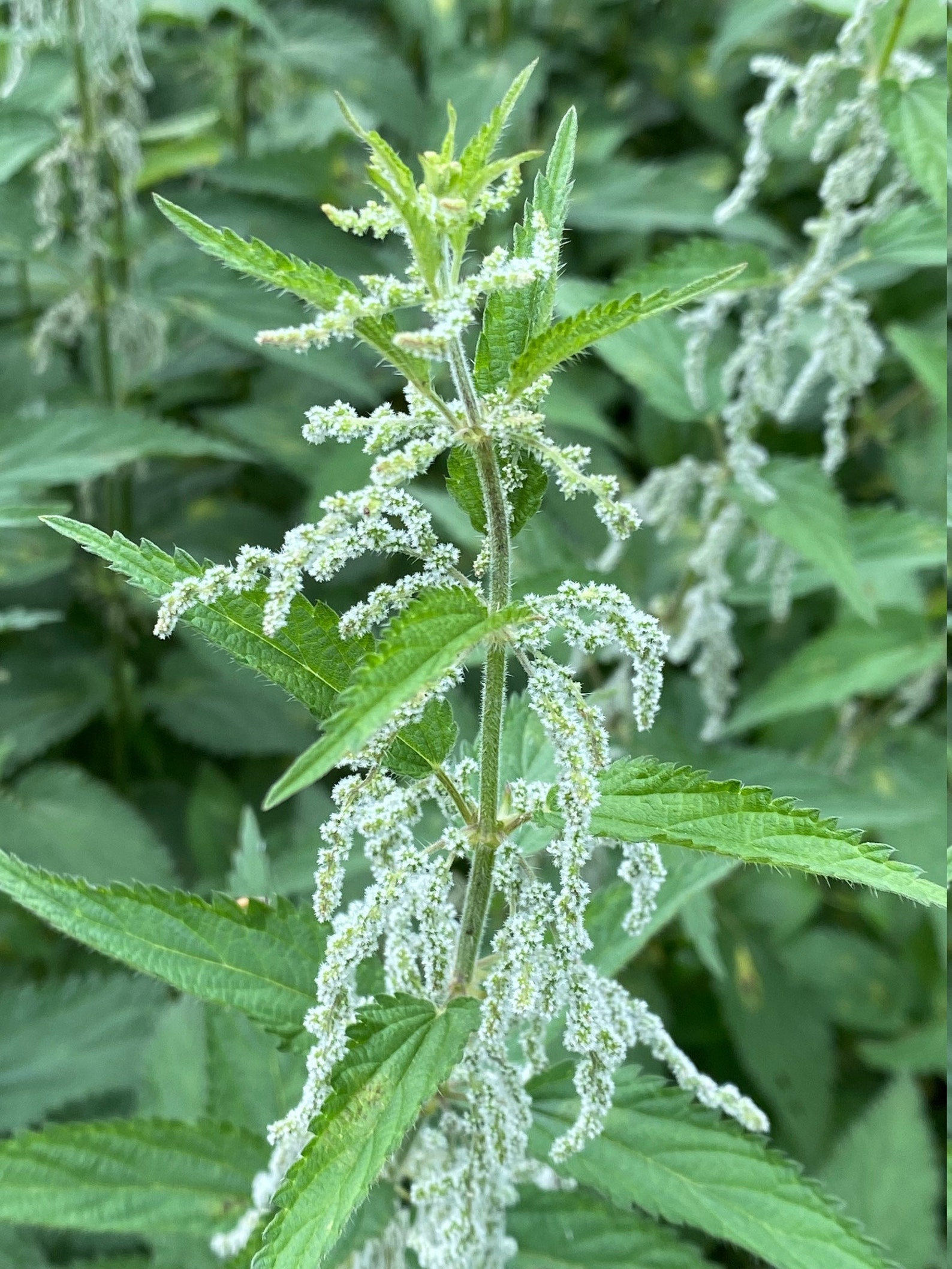 Nettle Seed Extract Nettle Seed Tincture | Etsy