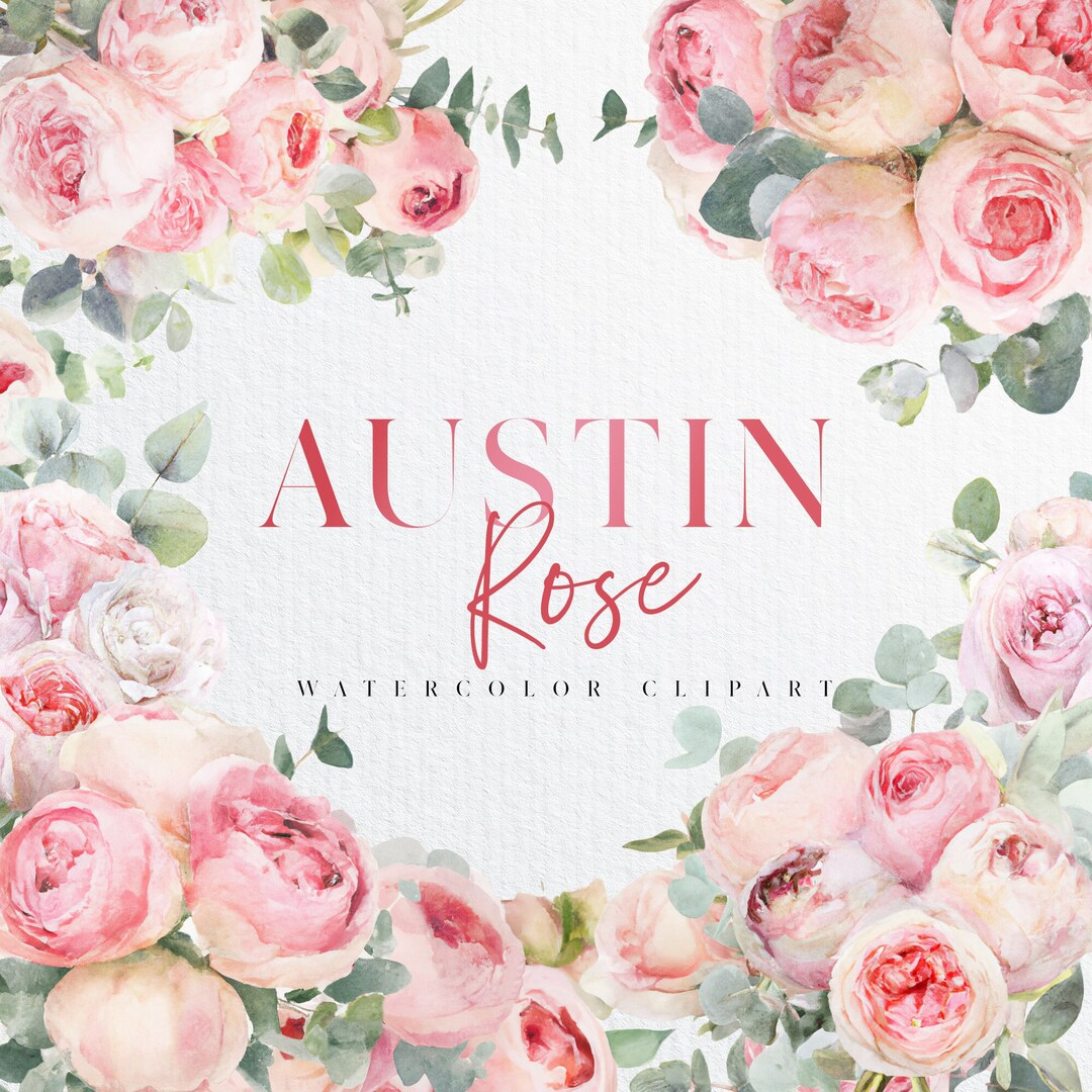 Garden Rose Bouquets, Pink Austin Roses Watercolor Clipart, Floral ...