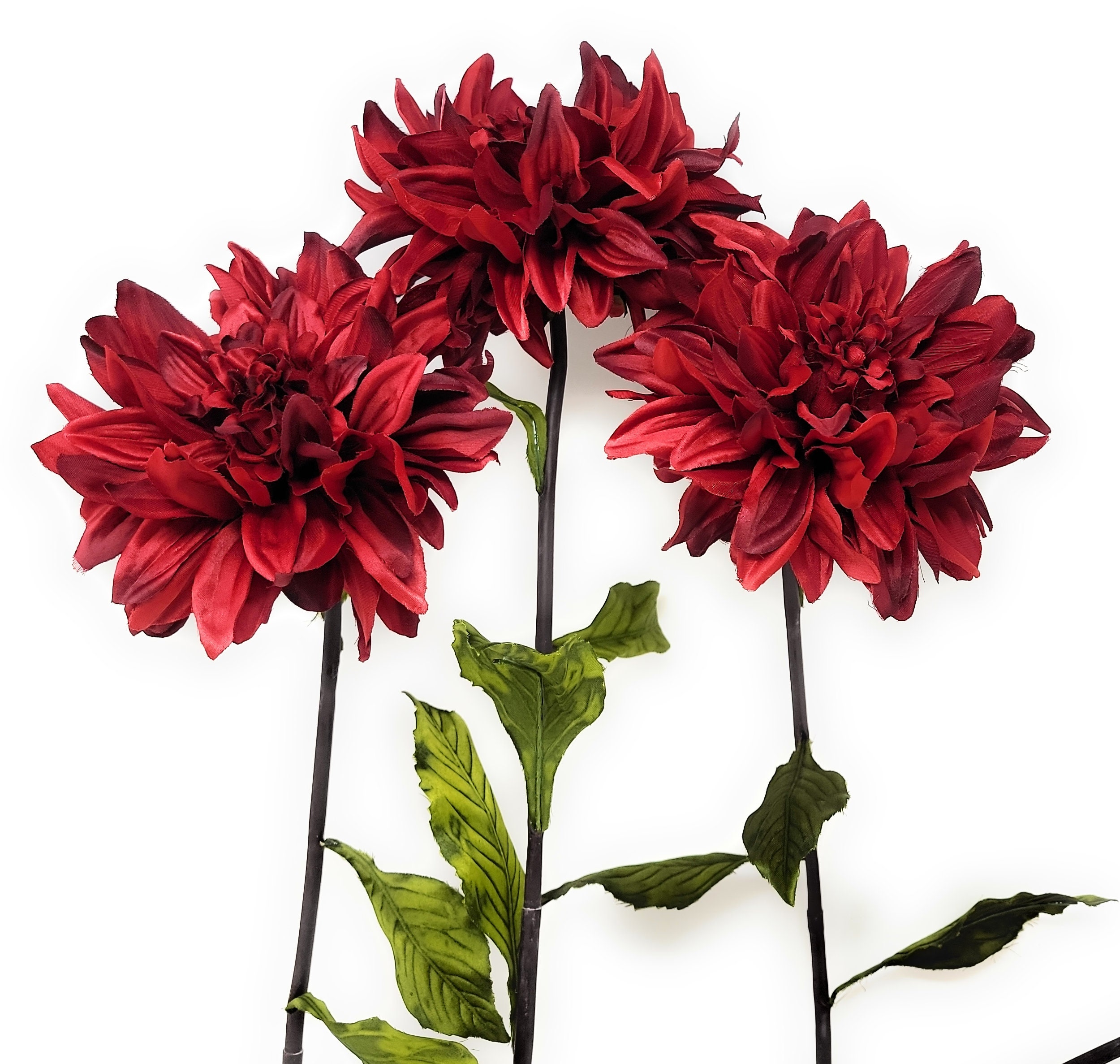 Maroon Dahlia Flower