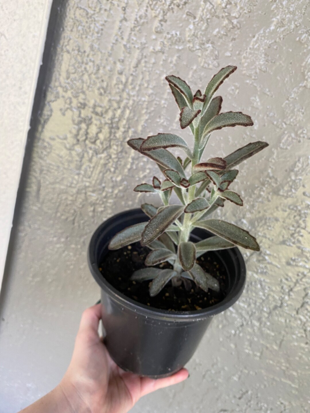 Large Mature Panda Plant Kalanchoe Tomentosa Fuzzy Succulent- 6” Pot - Etsy