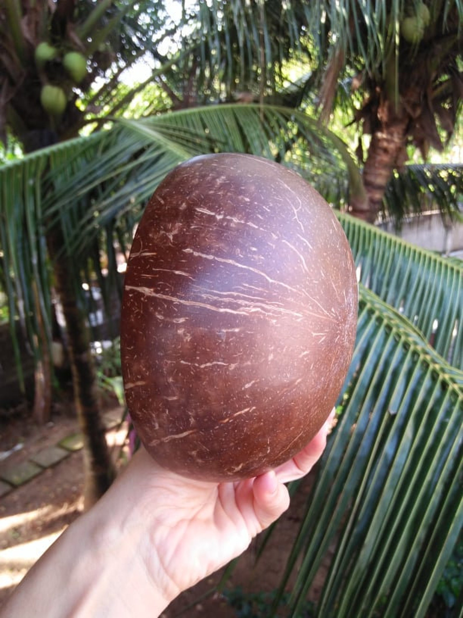 Blue Coconut Shell Bowl / Coconut Shell Bowl / Coconut Shell - Etsy