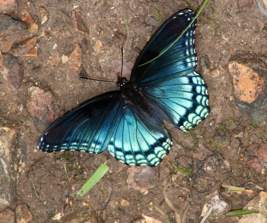Blue Stained Glass Butterfly Suncatcher Butterfly Art - Etsy