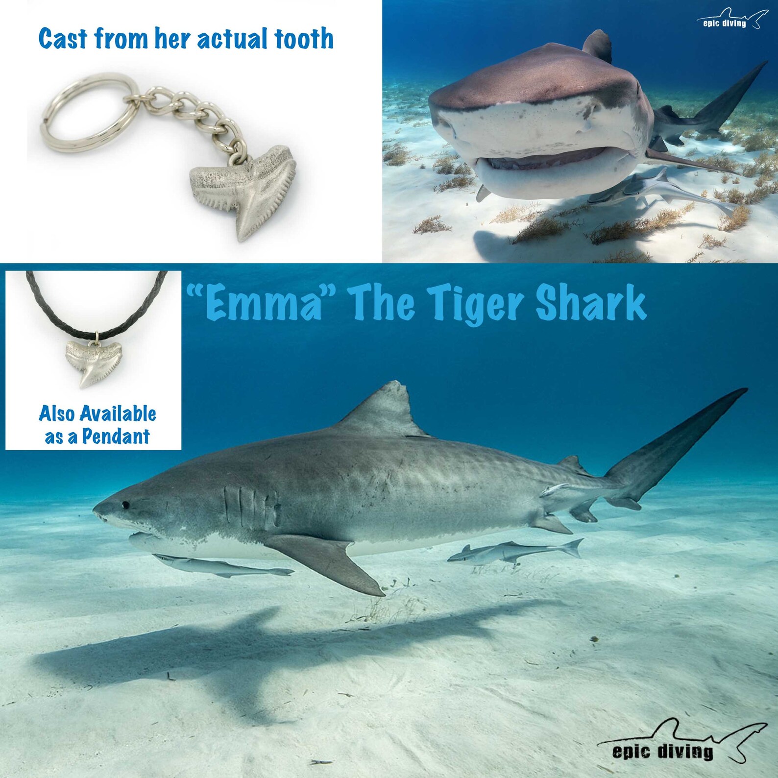 Shark Tooth Keychain Shark Tooth Keyring Tiger Shark Tooth - Etsy