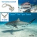 Shark Tooth Keychain, Shark Tooth Keyring, Tiger Shark Tooth Key Chain ...