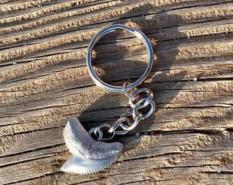 Tiger Shark Tooth - Etsy