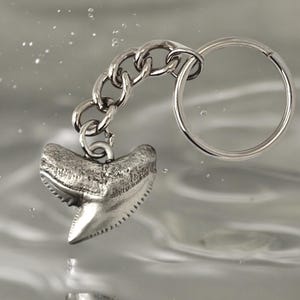 Shark Tooth Keychain, Shark Tooth Keyring, Tiger Shark Tooth Key Chain ...